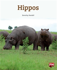 Hippos - Buy Book | Non-Fiction | 9780170328630 | Primary | Nelson ...