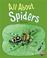 All About Spiders - Buy Book | Fiction and Non-Fiction | 9780170358743 ...