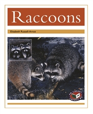 Raccoons - Buy Book | Non-Fiction | 9781869613136 | Primary | Nelson ...